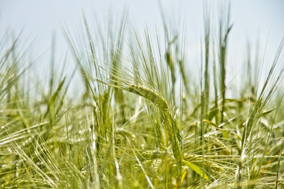 Free Stock Photo of Close-up of green barley in a field | Download Free ...