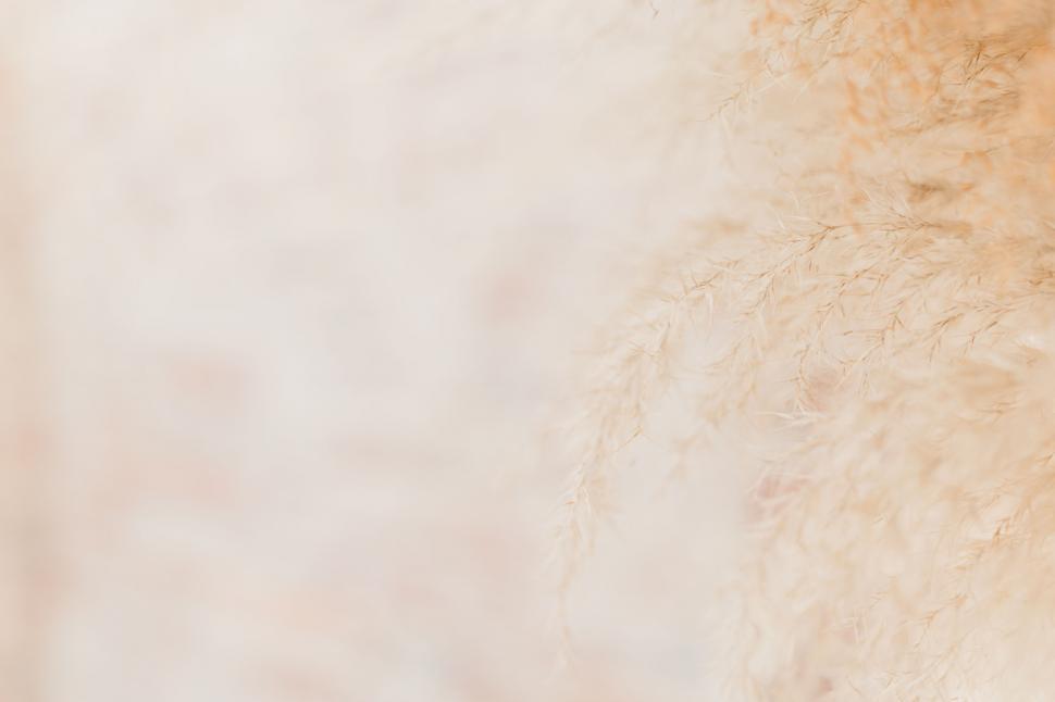 Free Stock Photo of Delicate feathery plant texture | Download Free ...