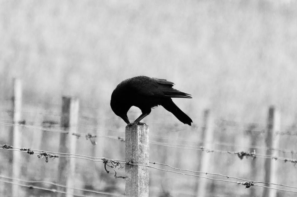 Free Stock Photo of Crow perching on a barbed wire fence | Download ...