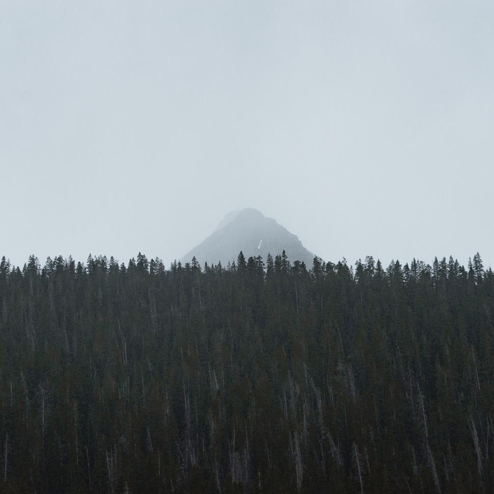 Free Stock Photo of Misty forest with distant mountain peak | Download ...