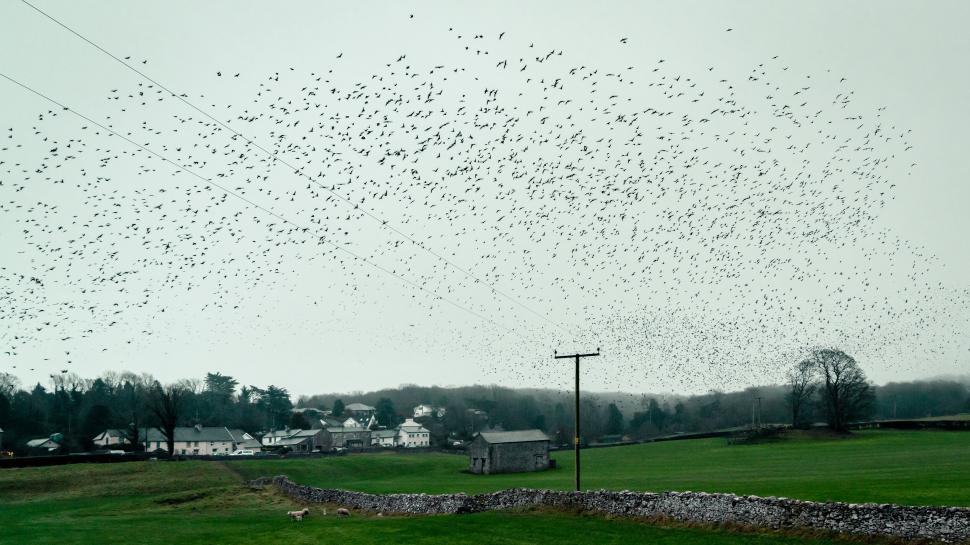 Free Stock Photo of Flock of birds over rural landscape and wires ...
