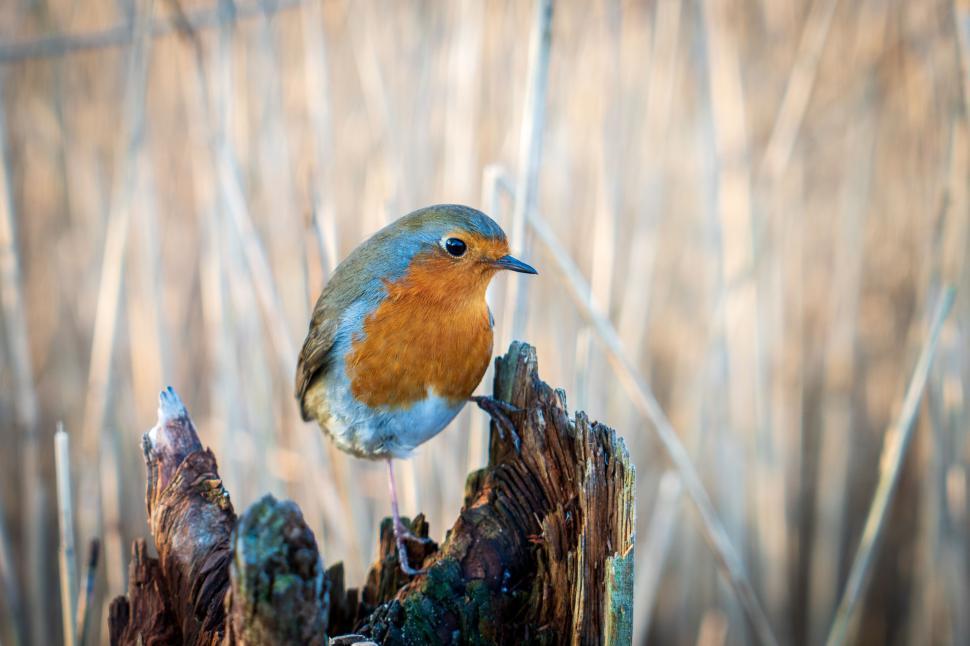 Free Stock Photo of Robin perched on a tree stump in nature | Download ...