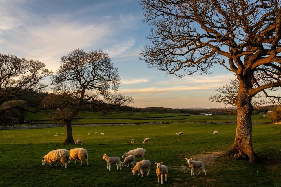 Free Stock Photo of Sheep grazing at sunset in countryside | Download ...