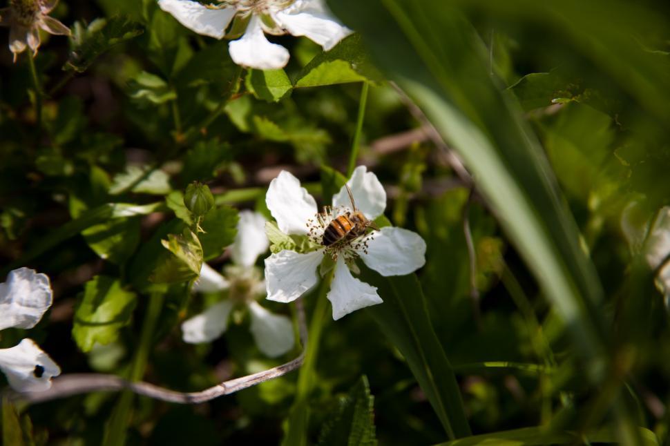 Free Stock Photo of White flower and bee | Download Free Images and ...