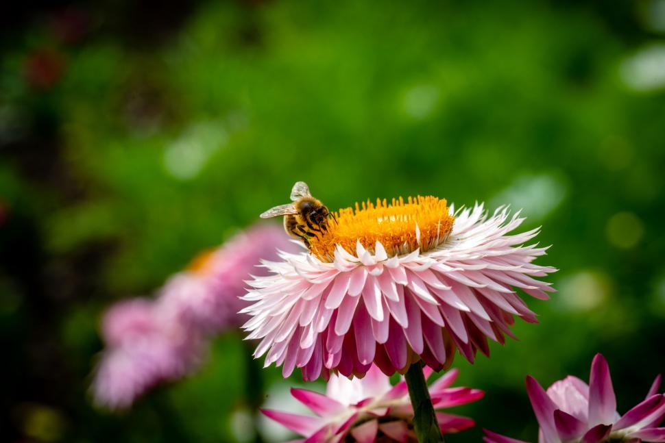 Free Stock Photo of Bee pollinating pink flower in garden | Download ...