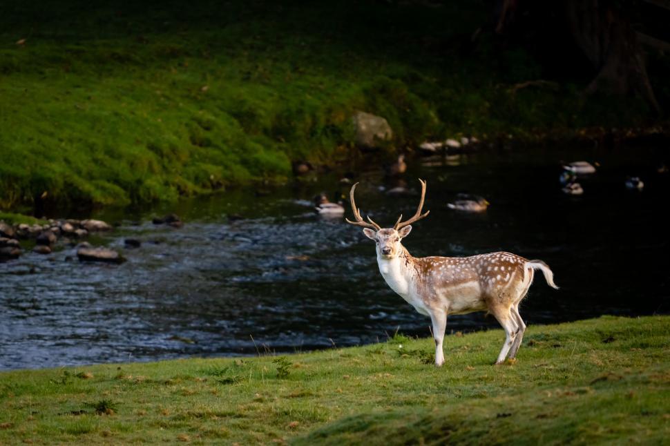 Free Stock Photo of Single deer by a stream at dusk | Download Free ...