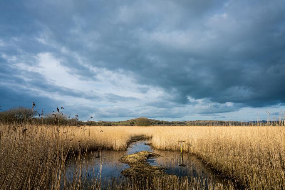 Free Stock Photo of Dramatic clouds over golden reed marsh | Download ...