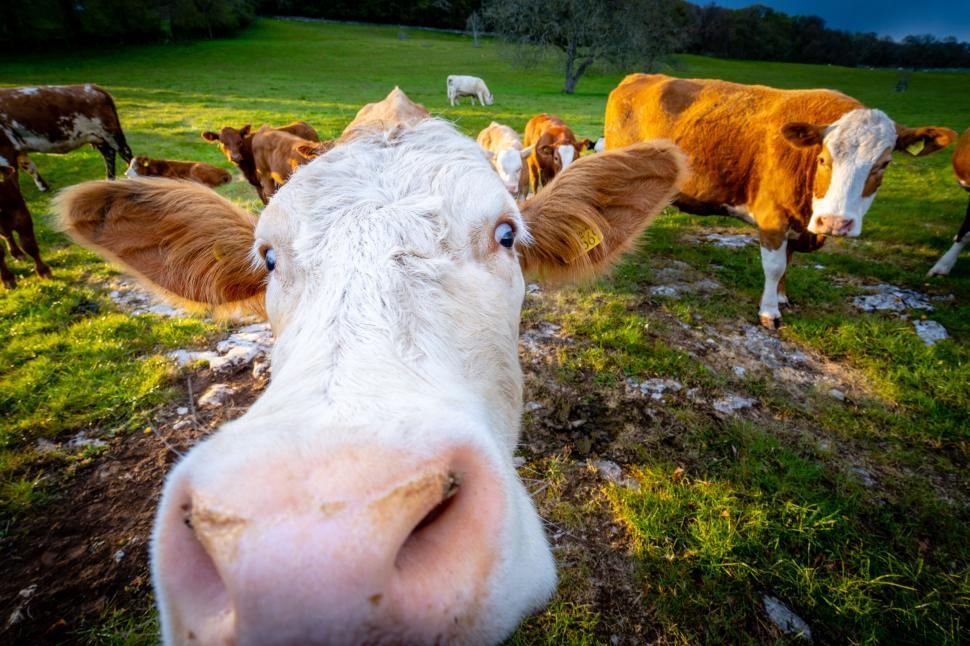 Free Stock Photo of Curious cow close-up with herd | Download Free ...