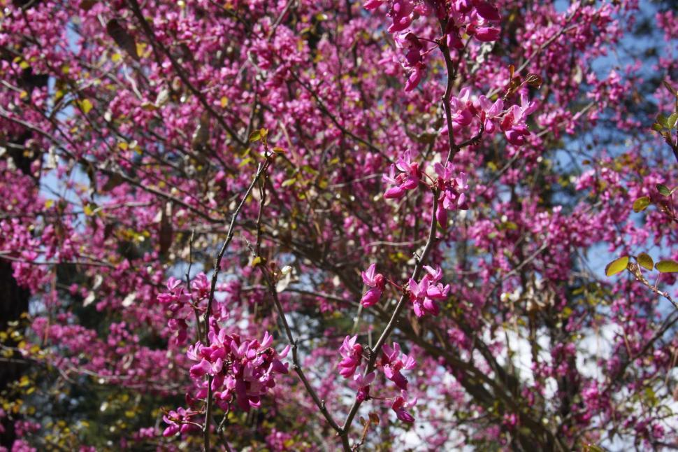 Free Stock Photo of California redbuds | Download Free Images and Free ...