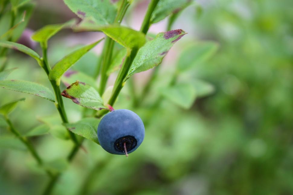 Free Stock Photo of Single Blueberry on Green Bush | Download Free ...