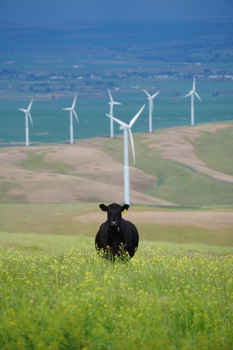 Free Stock Photo of Cow in front of wind turbines in green field ...