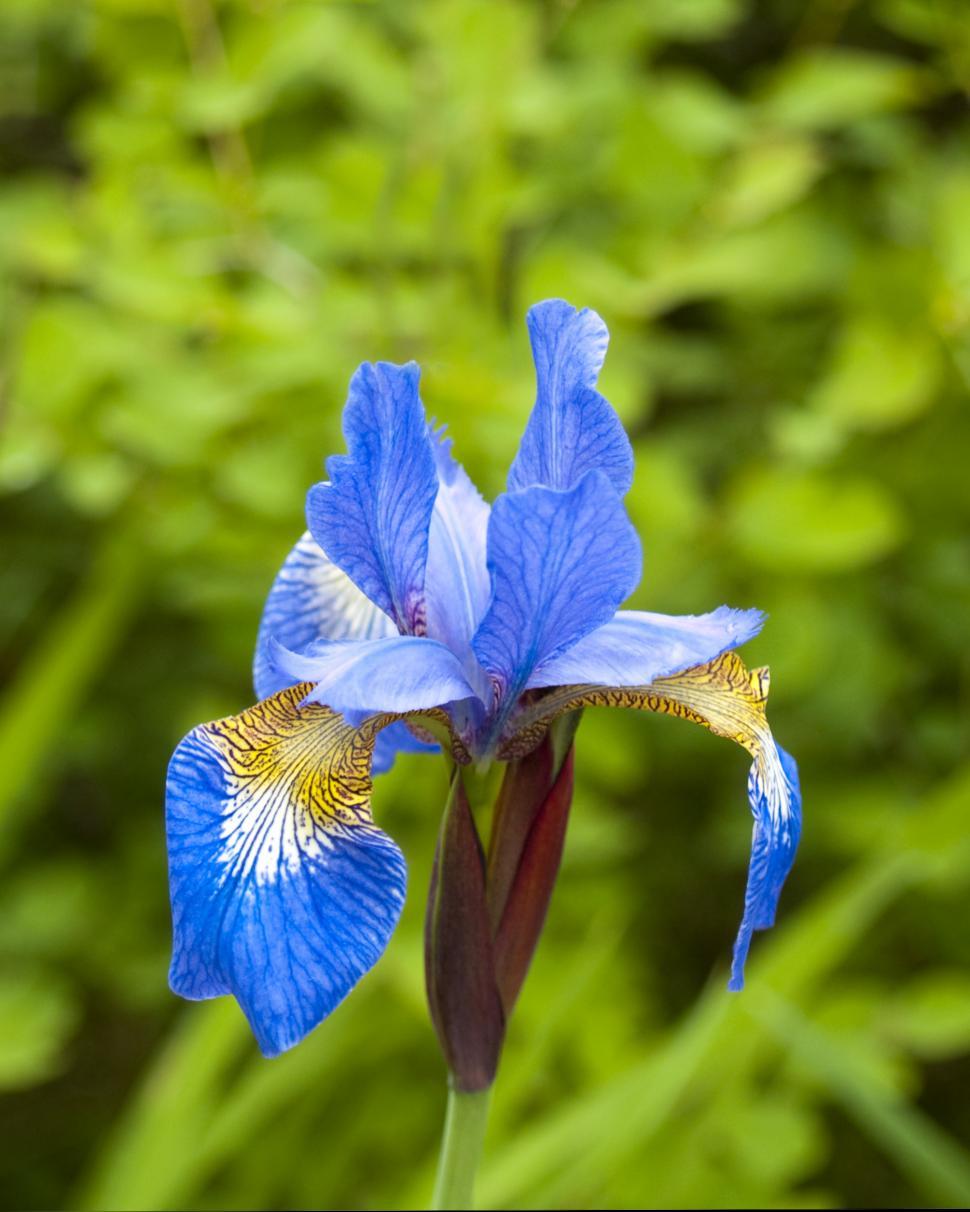 Free Stock Photo of Blue Flag | Download Free Images and Free Illustrations