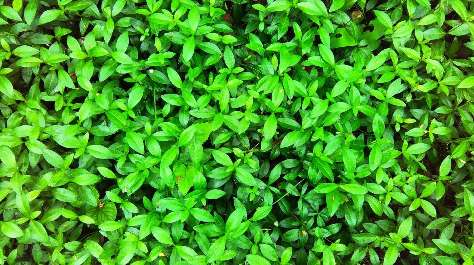 Free Stock Photo of Lush green foliage texture background | Download ...