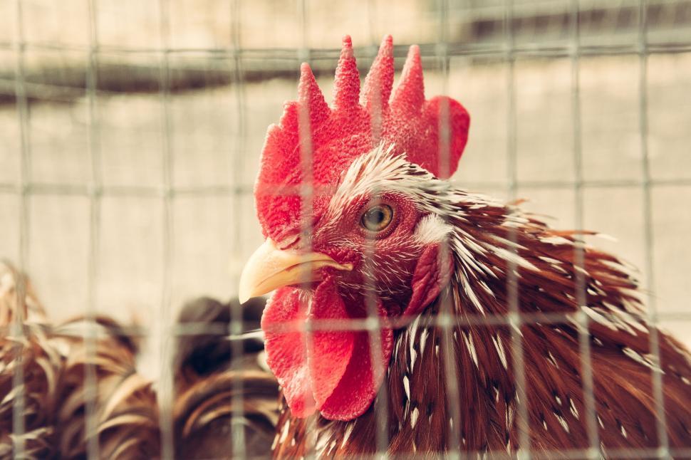 Free Stock Photo of Rooster behind a wire mesh fence | Download Free ...