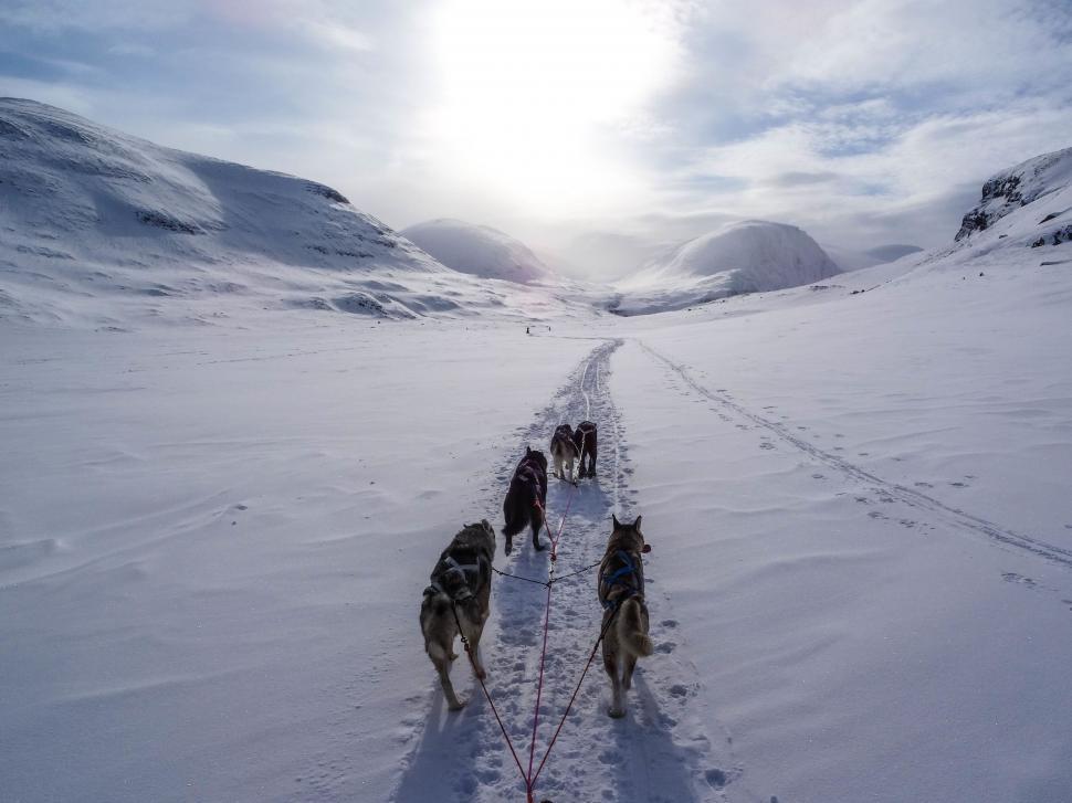 Free Stock Photo of Dog sledding team in snowy mountain landscape ...