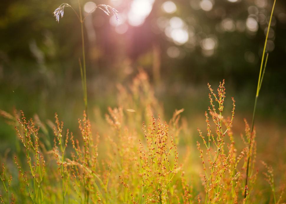 Free Stock Photo of Sunlit field with wildflowers at sunset | Download ...