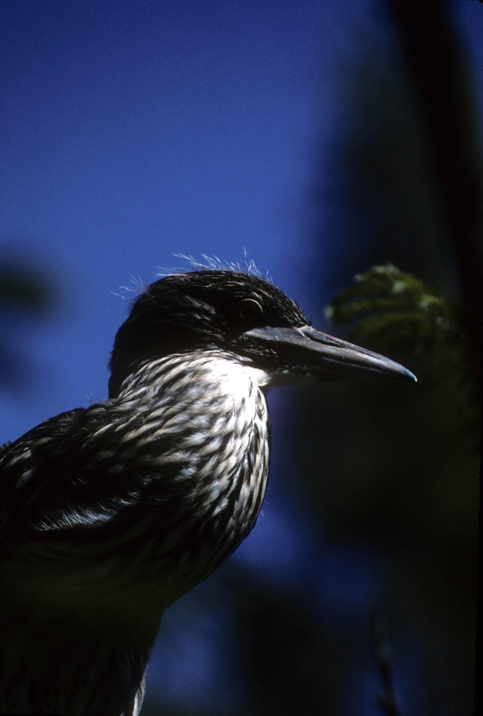 Free Stock Photo of Bird | Download Free Images and Free Illustrations