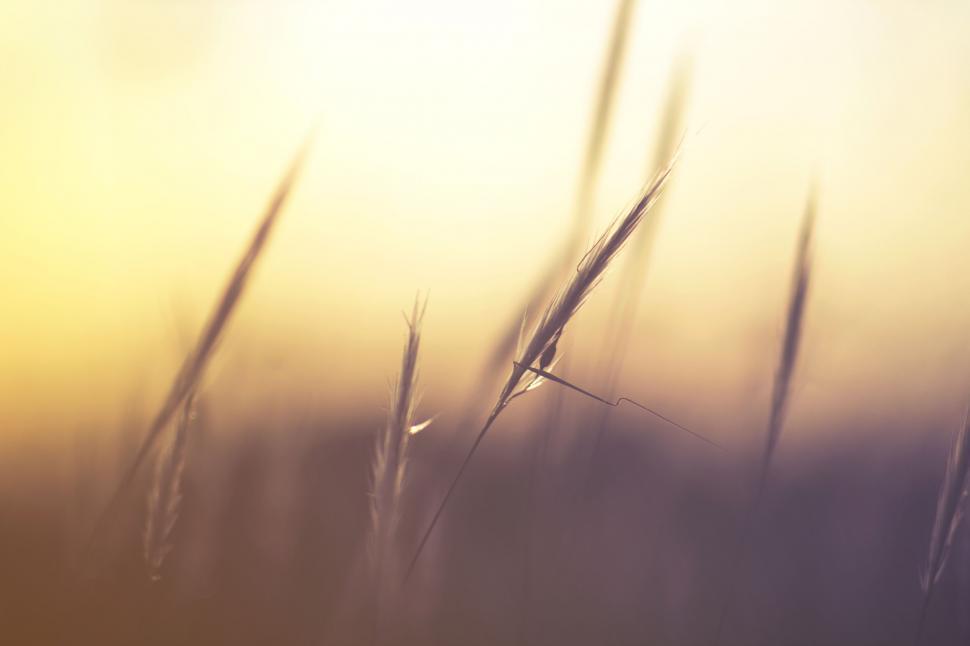 Free Stock Photo of Delicate grass blades with soft light | Download ...