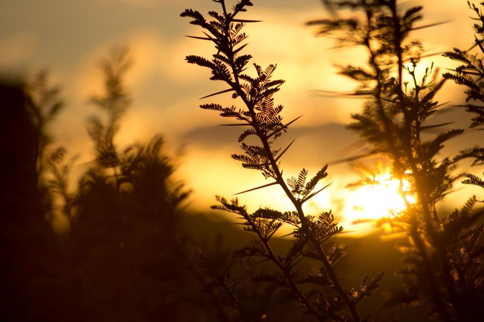 Free Stock Photo of Sunset through the foliage of fern plants ...