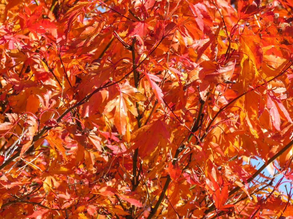 Free Stock Photo of Vibrant autumn leaves against blue sky | Download ...