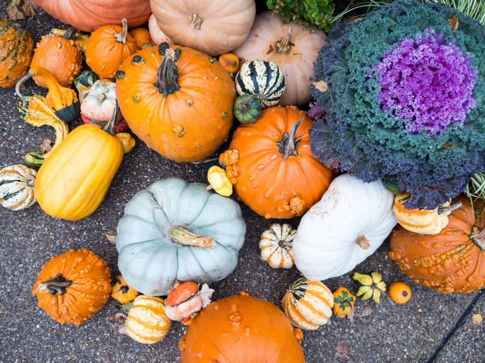 Free Stock Photo of Autumn harvest display with colorful pumpkins ...