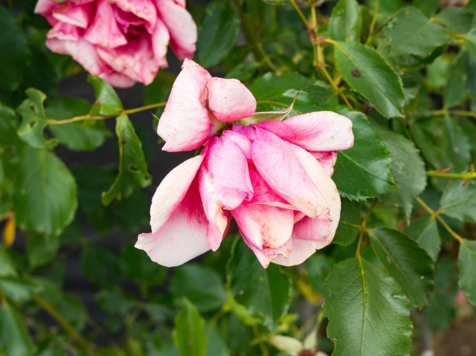 Free Stock Photo of Wilting pink rose with green leaves | Download Free ...