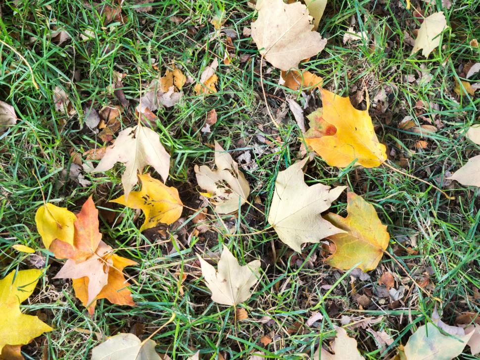 Free Stock Photo of Autumn leaves scattered on green grass | Download ...