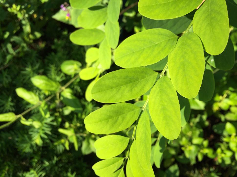 Free Stock Photo of Lush green foliage of a shrub close-up | Download ...