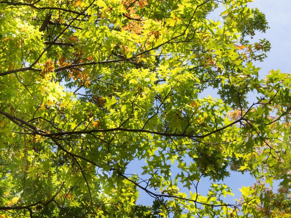 Free Stock Photo of Sunlit leaves against the sky | Download Free ...