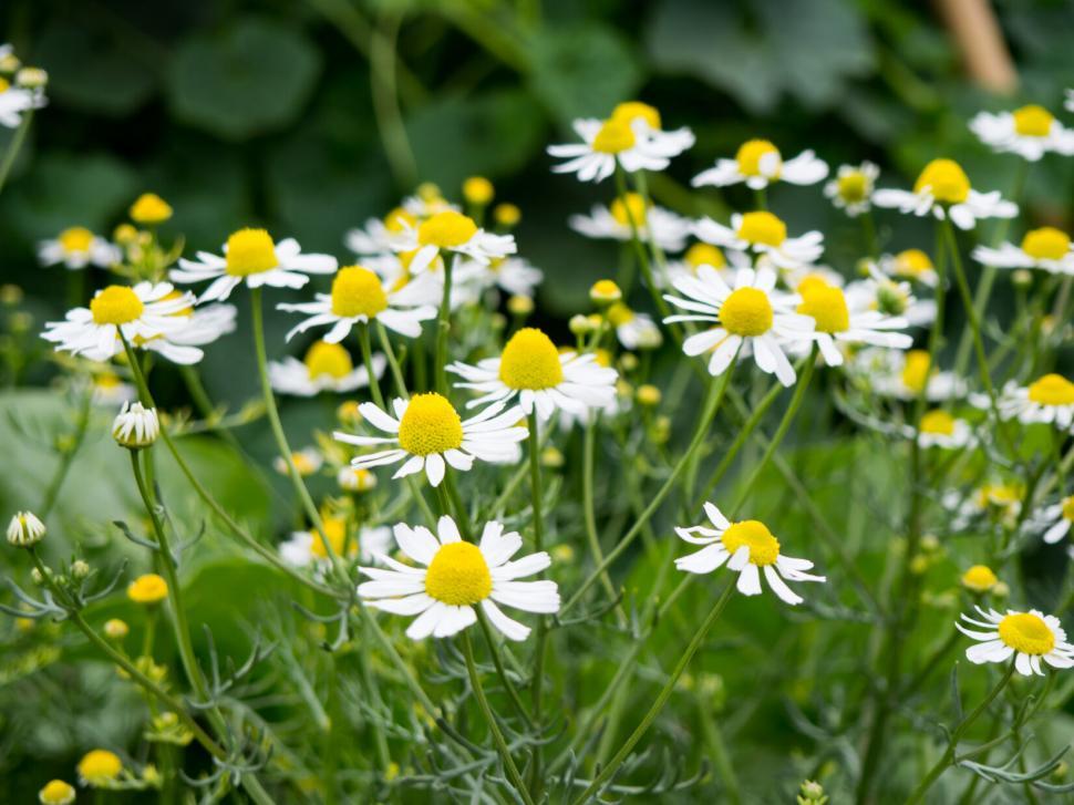 Free Stock Photo of Field of chamomile flowers close-up | Download Free ...