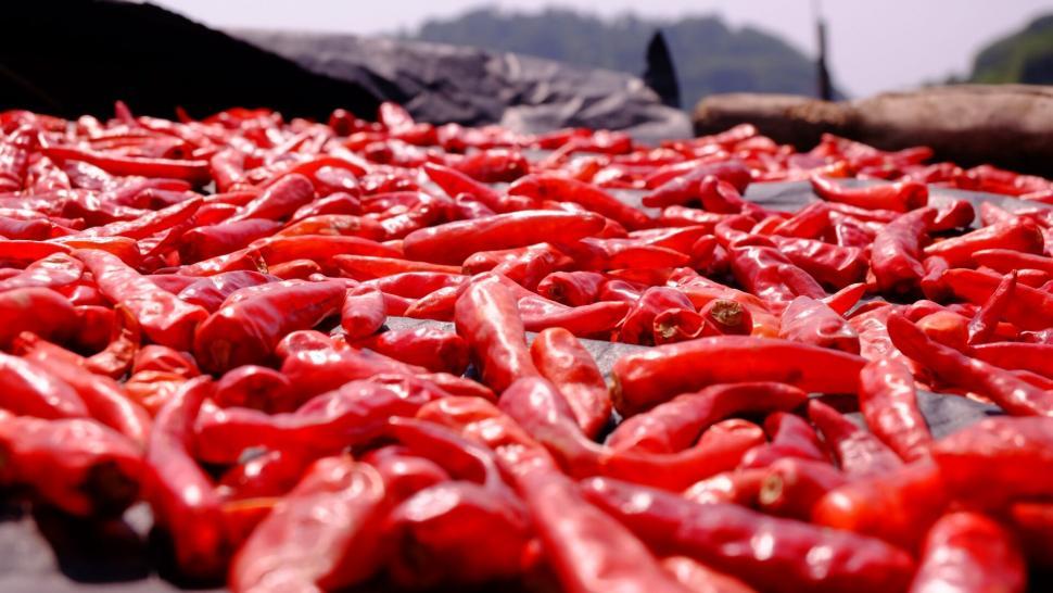 Free Stock Photo of Red chilies drying under the sun | Download Free ...