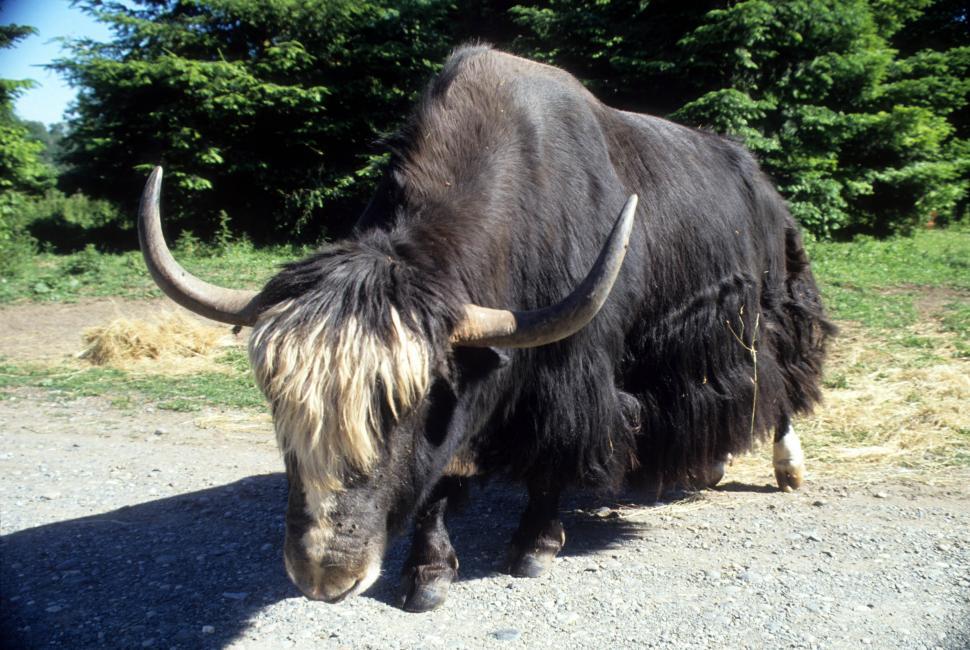 Free Stock Photo of Ox | Download Free Images and Free Illustrations