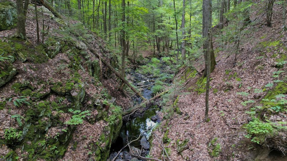 Free Stock Photo of Stream through a lush forest ravine | Download Free ...