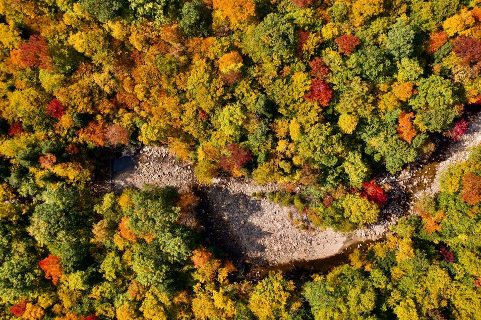 Free Stock Photo of Autumn foliage from above in forest | Download Free ...