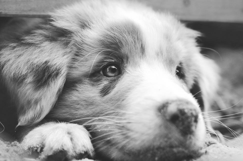 Free Stock Photo of Close-up of a resting puppy face | Download Free ...