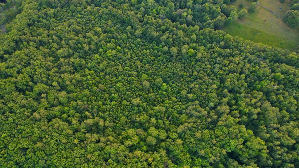 Free Stock Photo of Lush green forest canopy seen from above during day ...