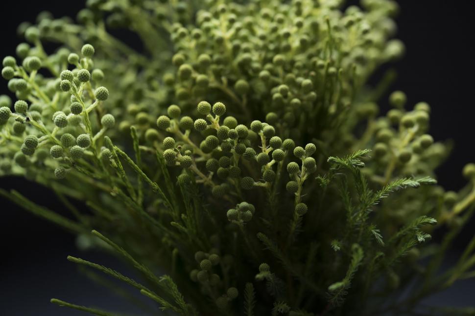 Free Stock Photo of Closeup of lush green plant with round buds on ...