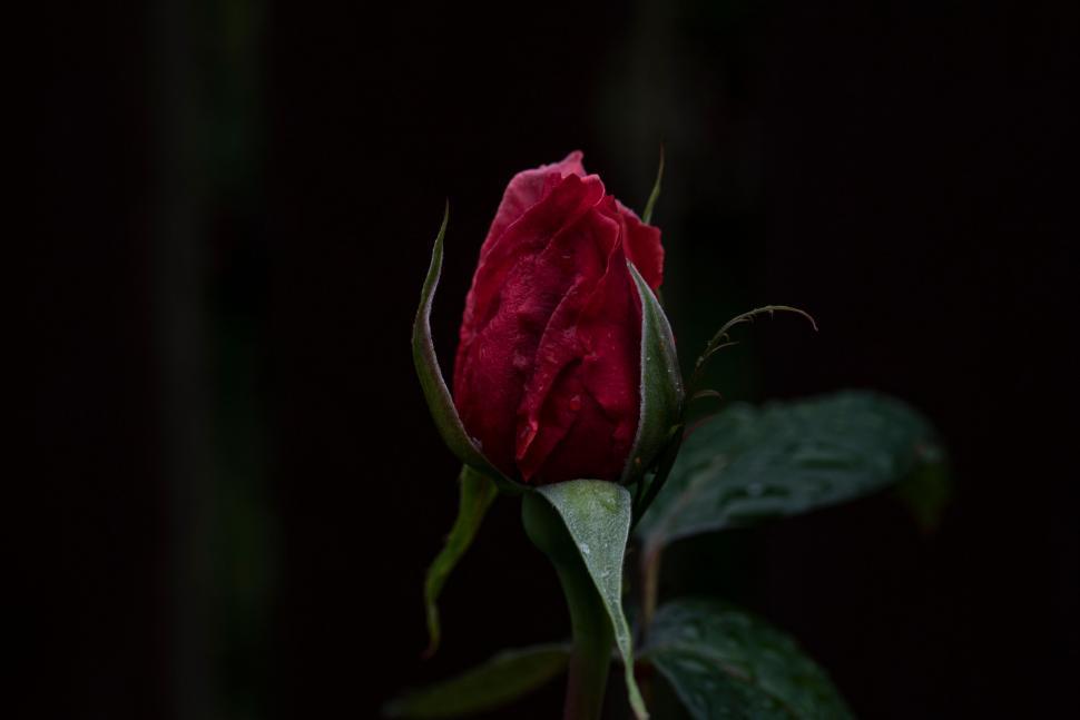 Free Stock Photo of Close-up of a budding red rose against a dark ...