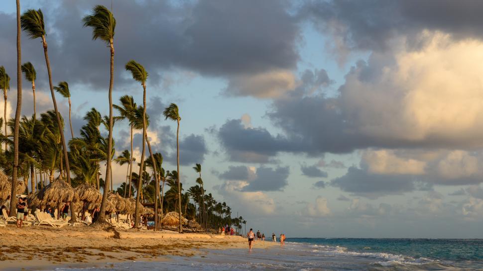 Free Stock Photo of Windy tropical beach with palm trees and cloudy sky ...