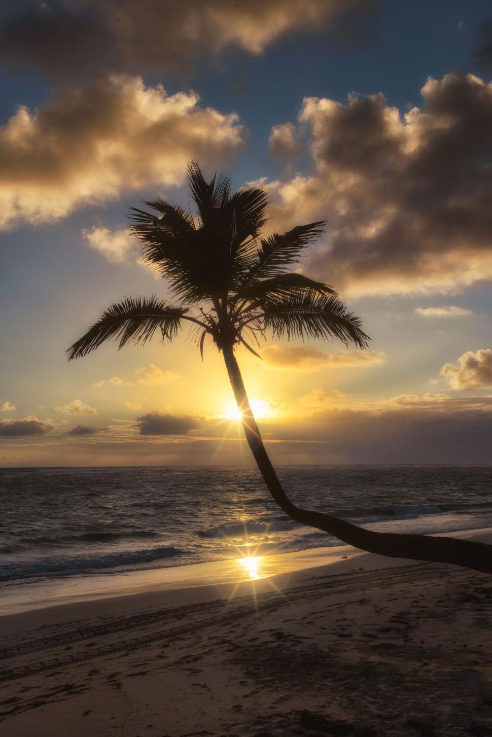 Free Stock Photo of Sunset beach with a single palm tree silhouette ...