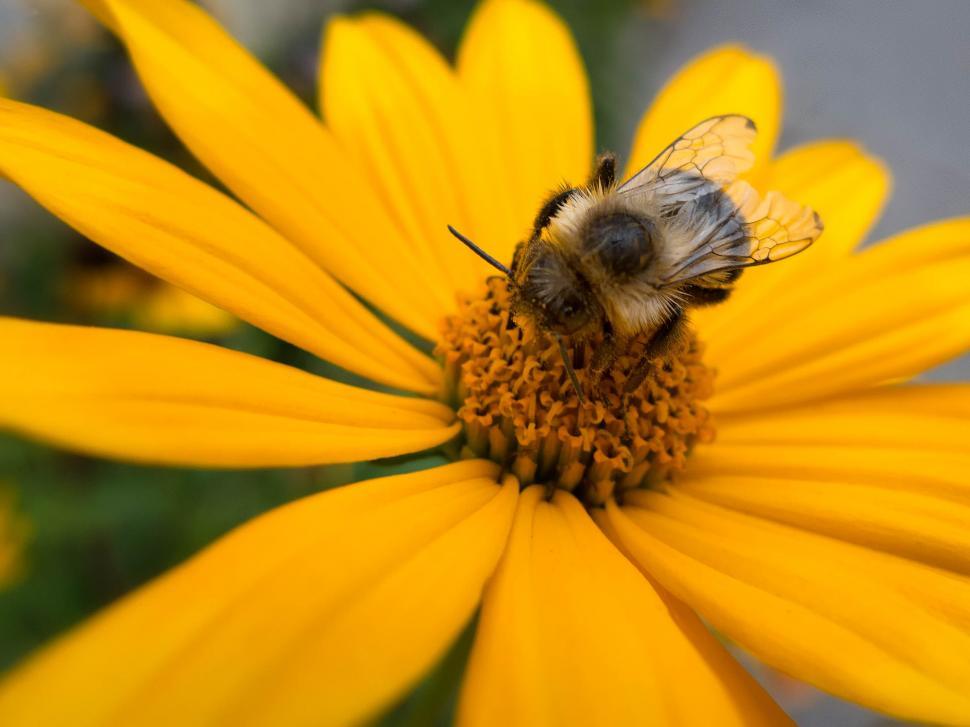 Free Stock Photo of Bee on a bright yellow flower collecting nectar ...