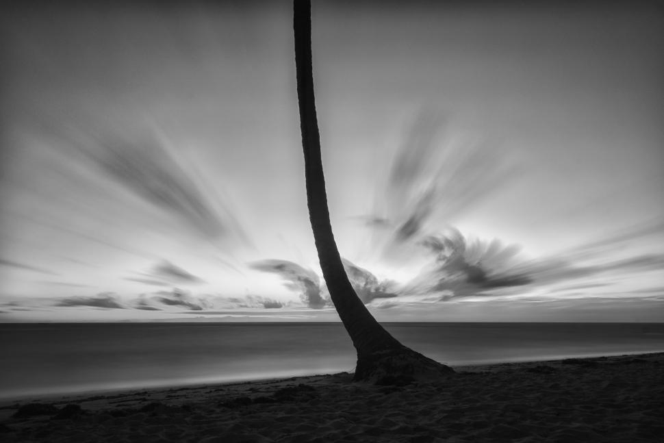 Free Stock Photo of Black and white photo of a swaying palm tree ...
