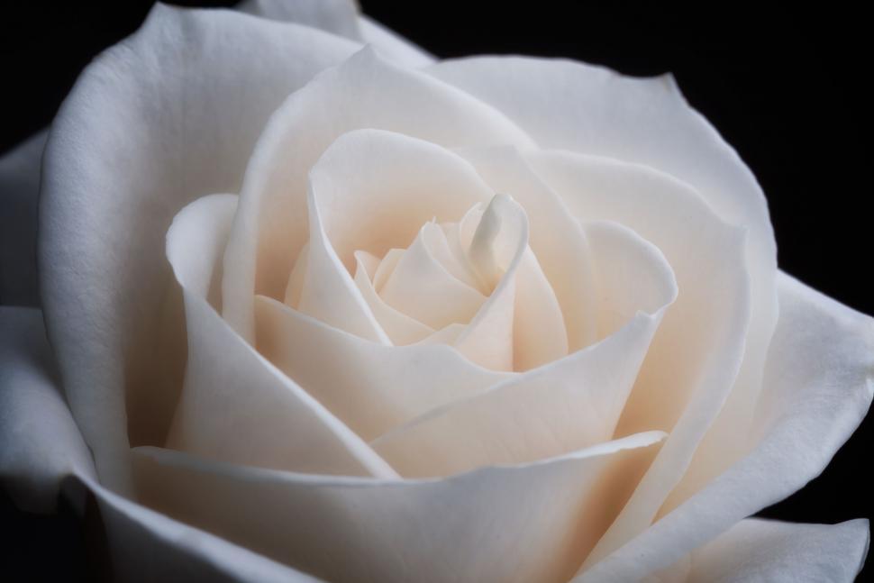 Free Stock Photo of Close-up of a delicate white rose against a black ...