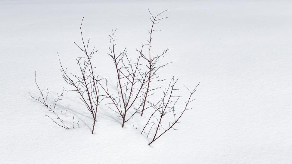 Free Stock Photo of Small bushes emerging from a snowy landscape ...