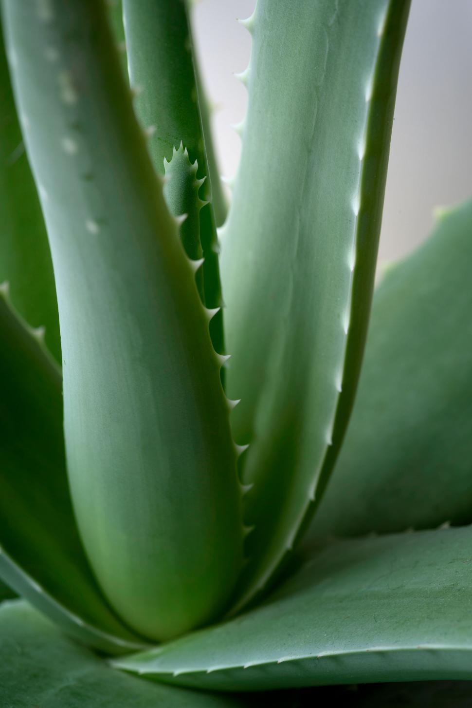 Free Stock Photo of Close-up of aloe vera plant with detailed leaves ...