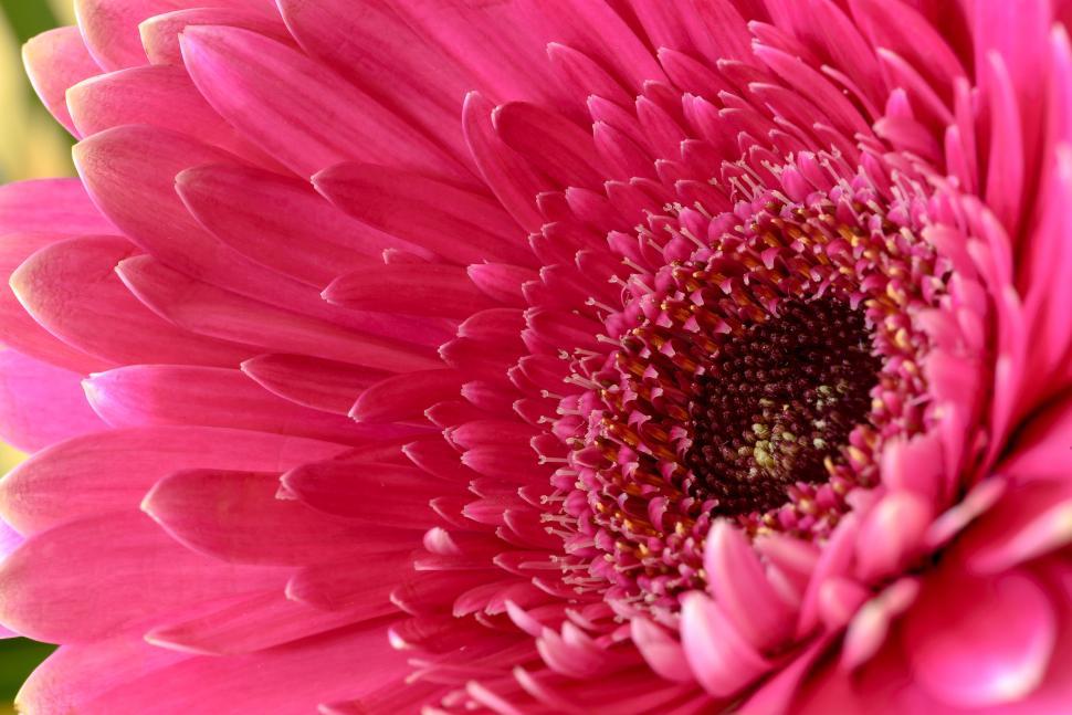 Free Stock Photo of Close-up of vibrant pink flower showing intricate ...