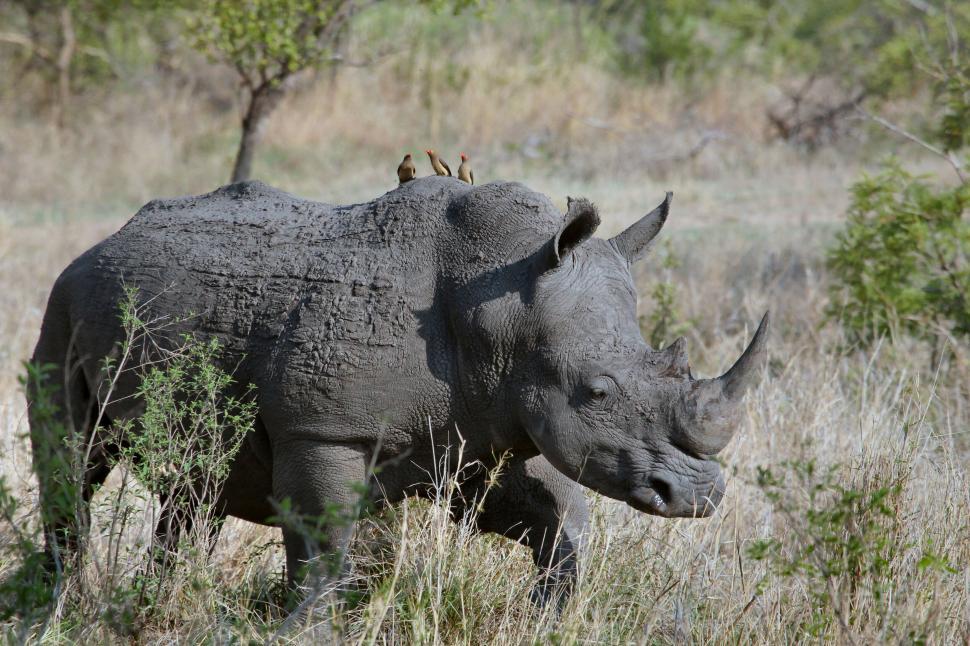 Free Stock Photo of Rhino walking in natural habitat with birds on back ...