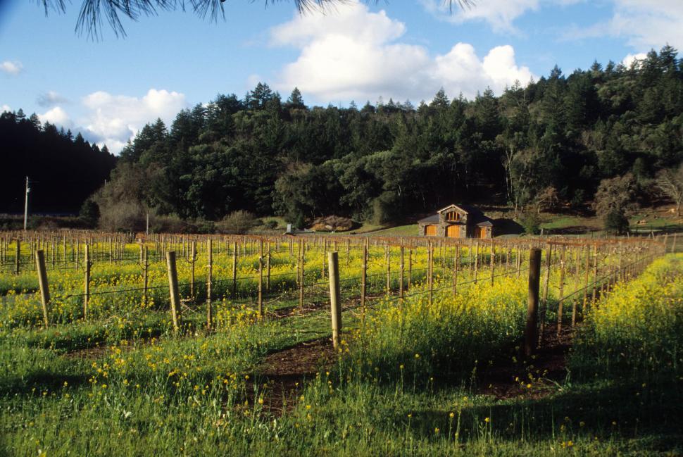 Free Stock Photo of Vineyard | Download Free Images and Free Illustrations