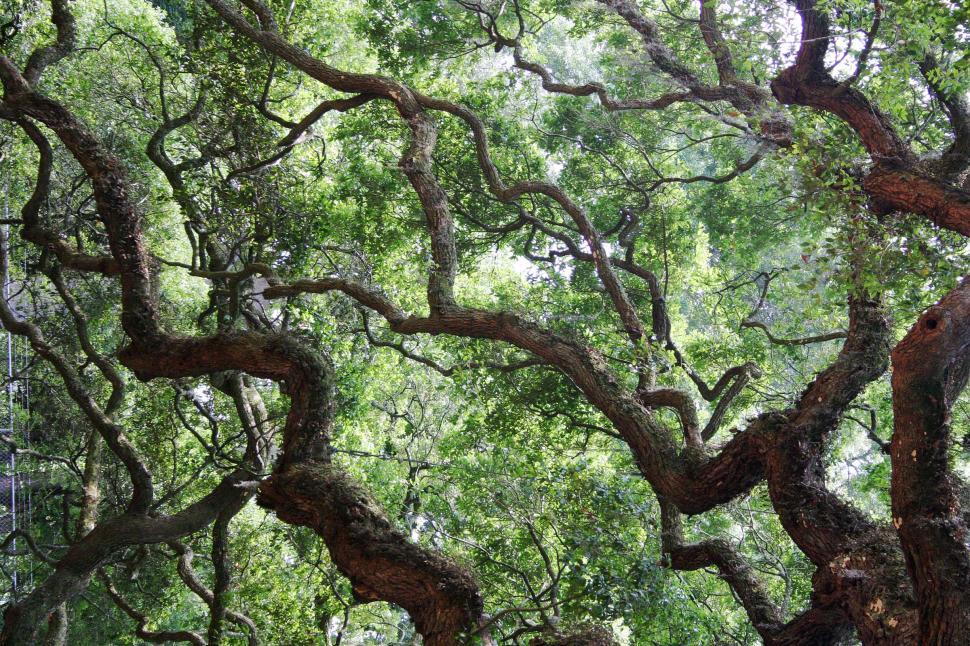 Free Stock Photo of Majestic Tree With Abundant Green Leaves | Download ...