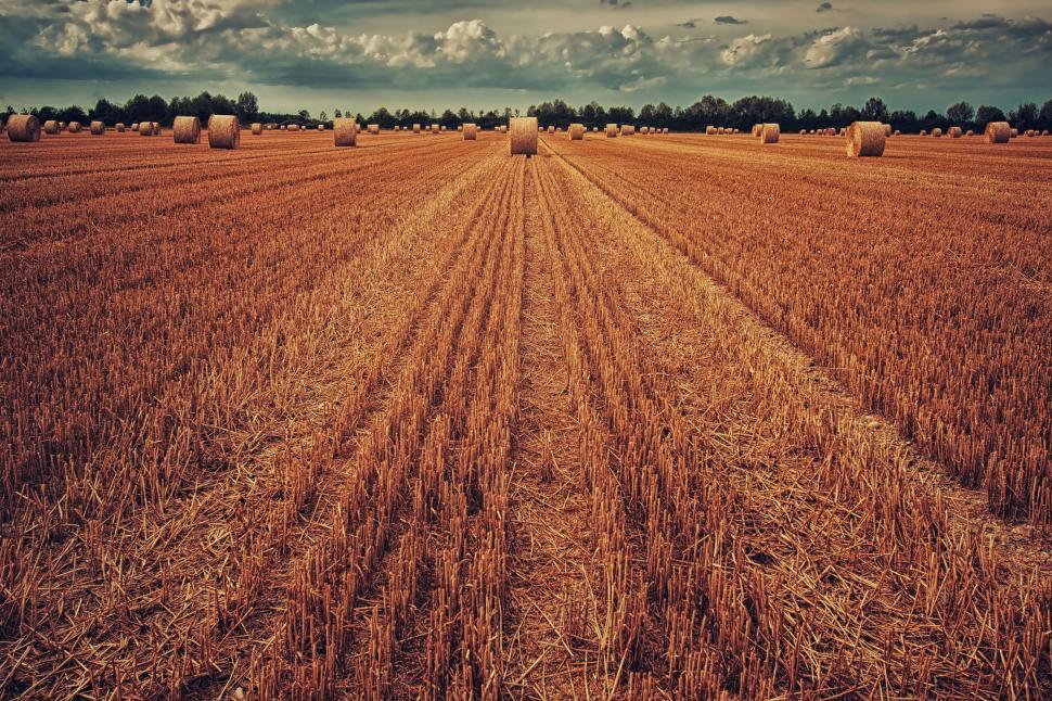 Free Stock Photo of Vast golden field with hay bales under dramatic sky ...